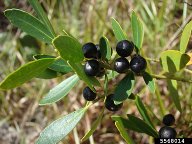 Clemson Apiculture and Pollinator Program | CAPPings – May/Jun 2021