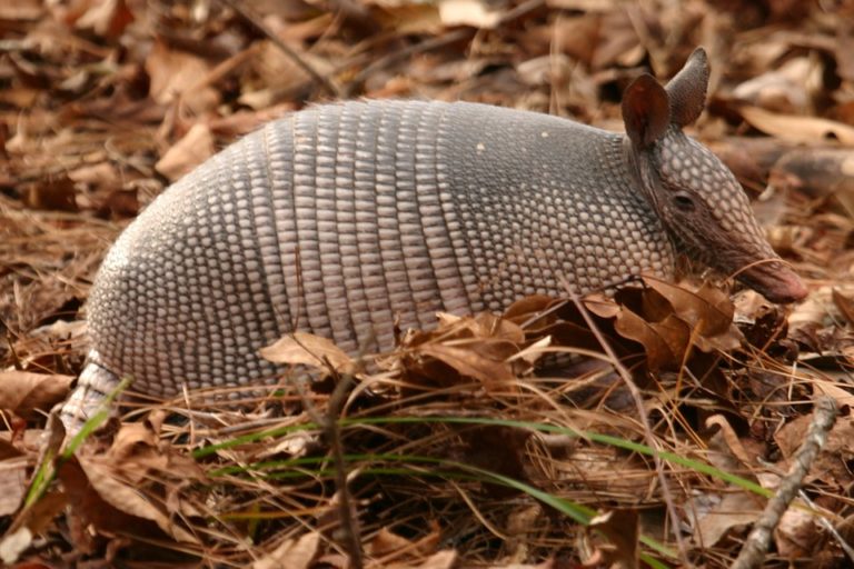 Armadillo Identification and Control – Clemson Extension Forestry and ...