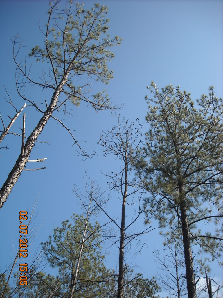 Tree Declines – Clemson Extension Forestry and Wildlife