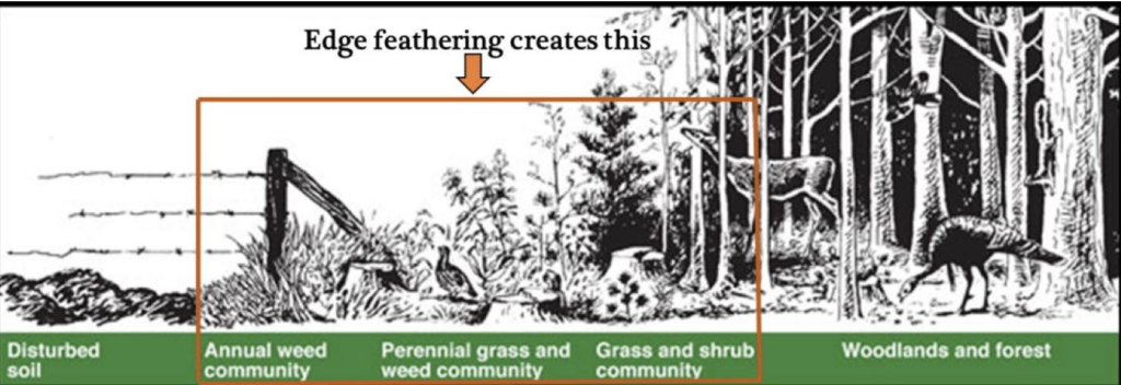 Edge Feathering for Wildlife Benefit – Clemson Extension Forestry and ...