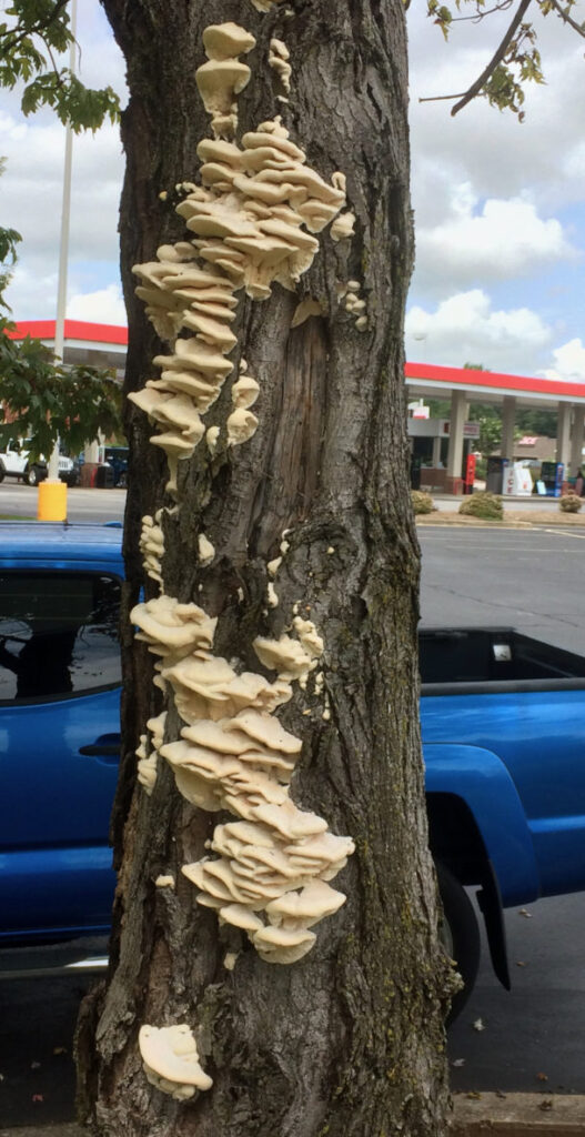 Tree Issues: From Conks to Cavities to Decay – Clemson Extension ...