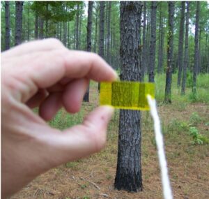 Basal Area: What It Means and How to Measure It – Clemson Extension ...