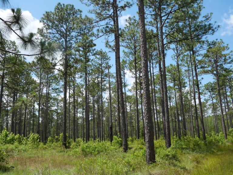 Does It Still Pay to Grow Trees? – Clemson Extension Forestry and Wildlife