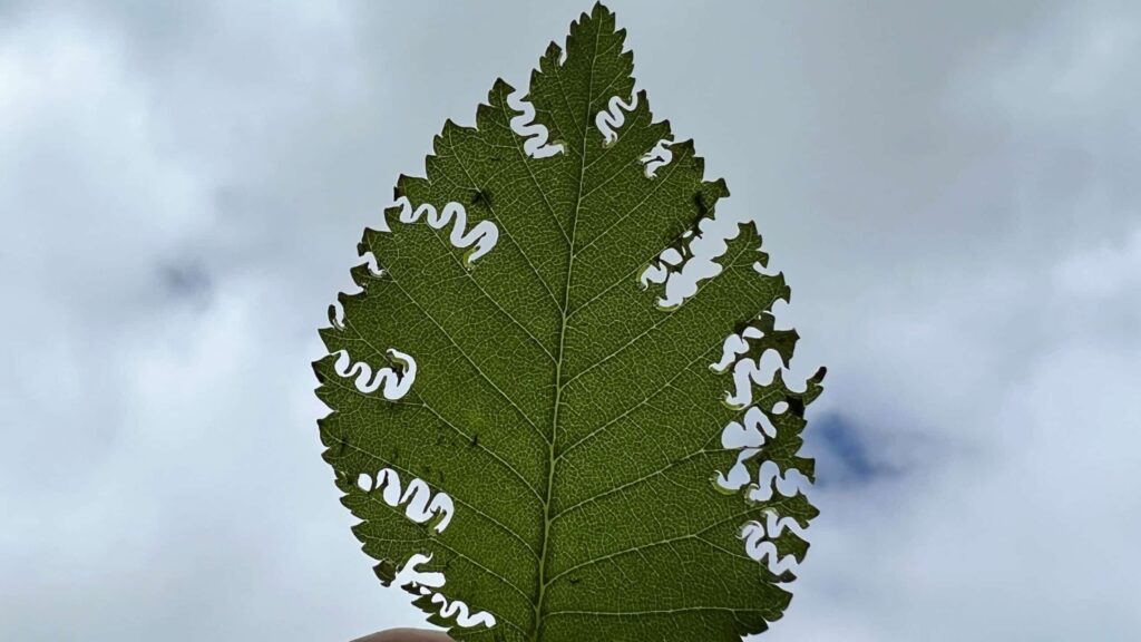 Invasive Tree Pests in South Carolina Forests: 2025 Update – Clemson ...