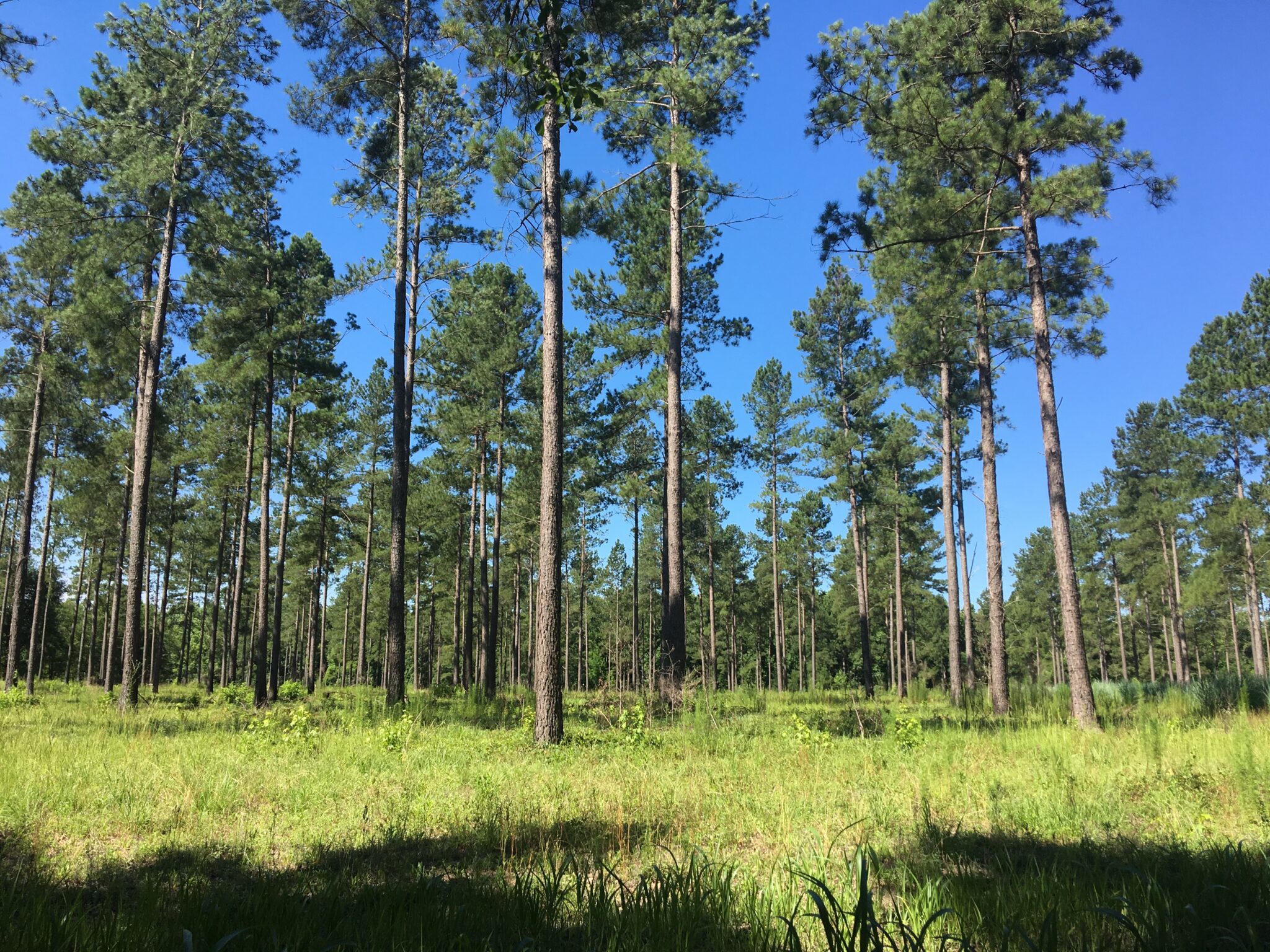 Consider Planting Loblolly Pine at Lower Densities – Clemson Extension ...