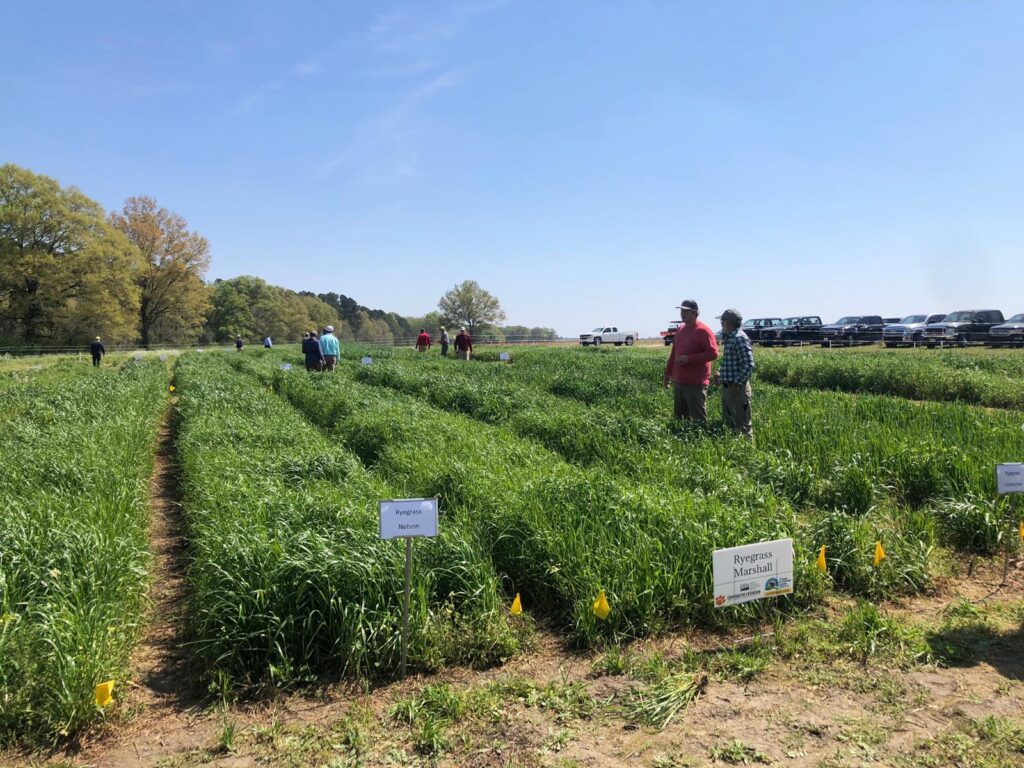 Annual cool-season forages for South Carolina operations – Clemson ...