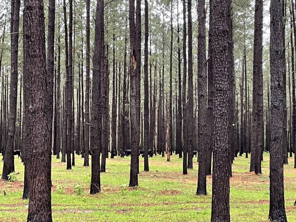 Animal production and welfare benefits under silvopasture systems ...