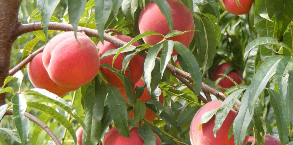 Peach Breeding Lab