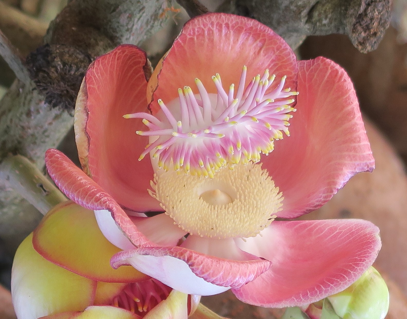 Welcome to the Kandy Kingdom! – Herbarium