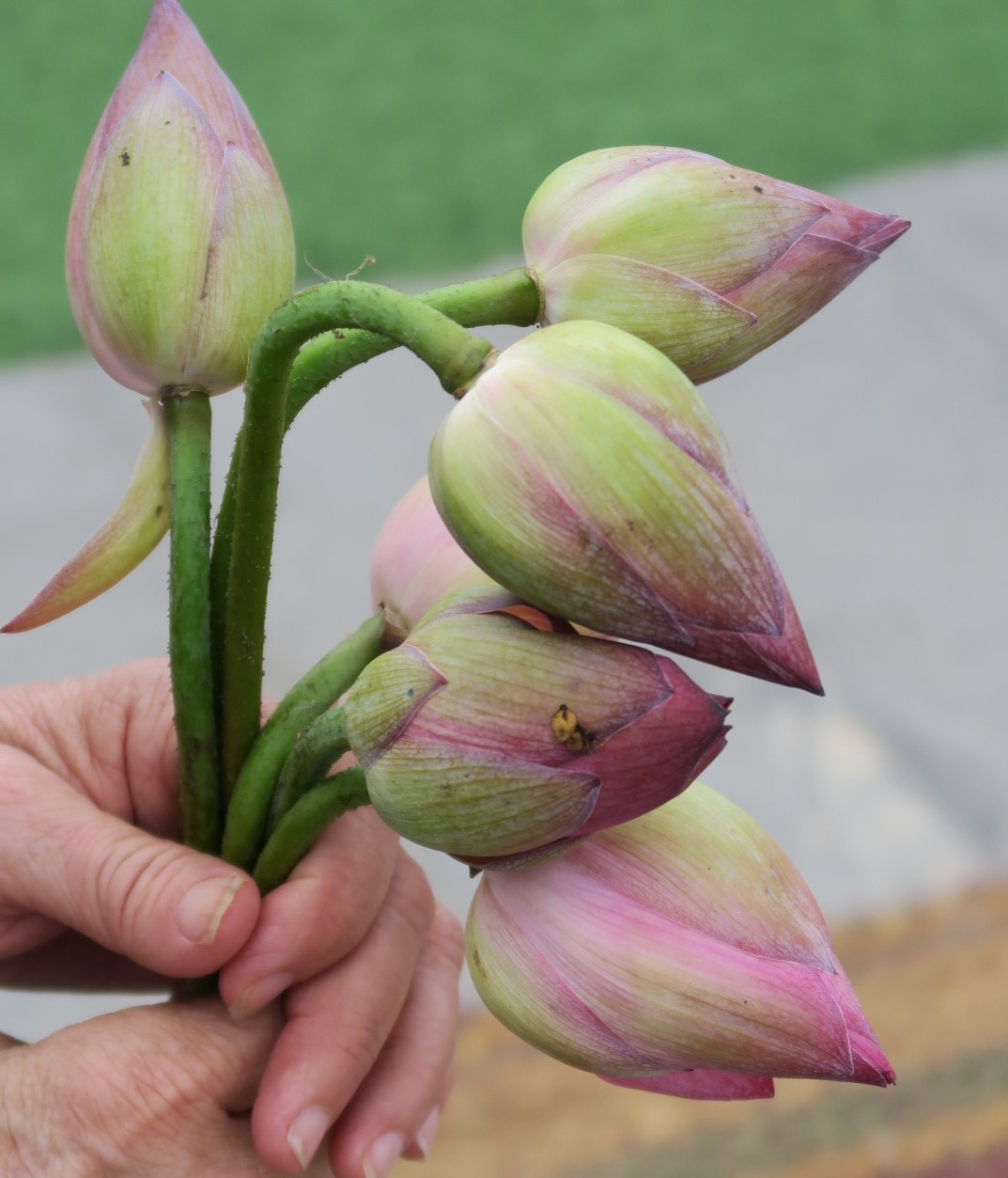 A Visit to Anuradhapura and Horton Plains, and a Fond Farewell to Sri ...