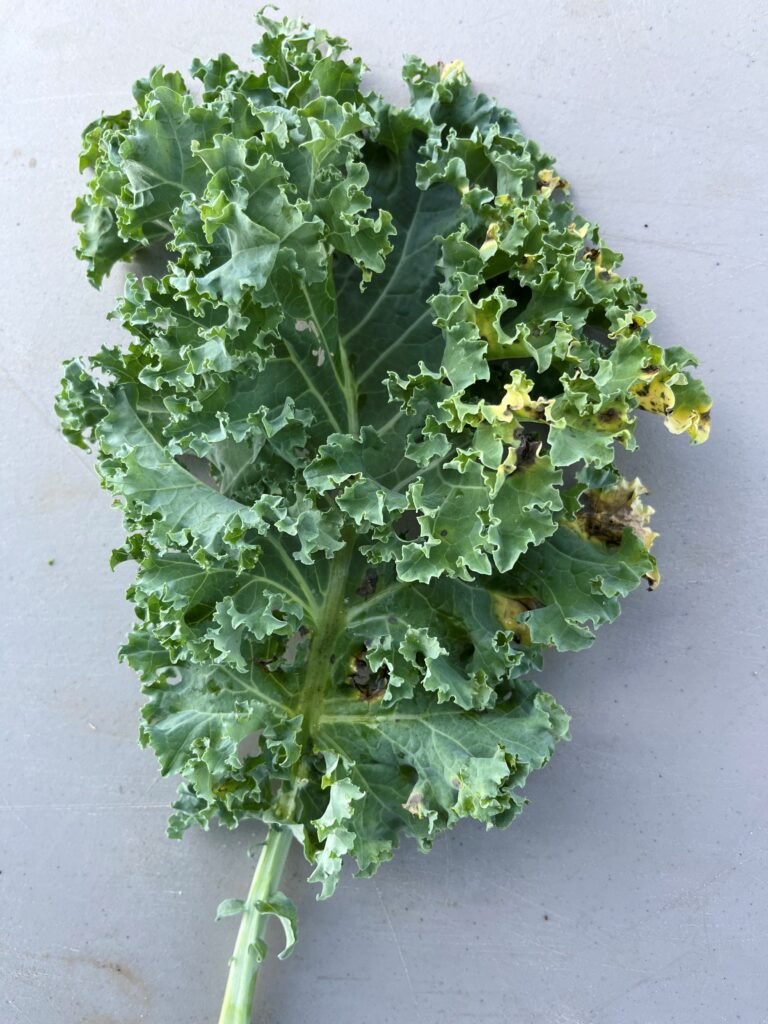 Management of Alternaria Black Spot on Conventional and Organic Kale ...