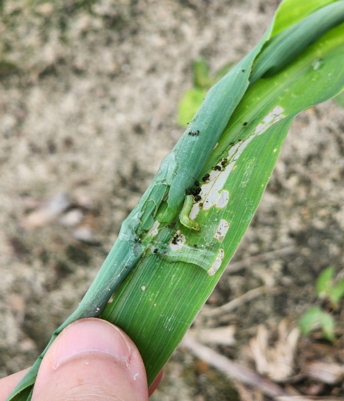 Early infestations of fall armyworm in corn in South Carolina ...