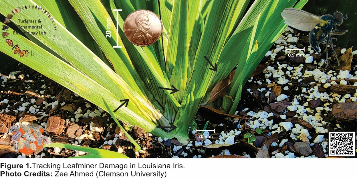 Ornamental entomology – Integrated Pest Management