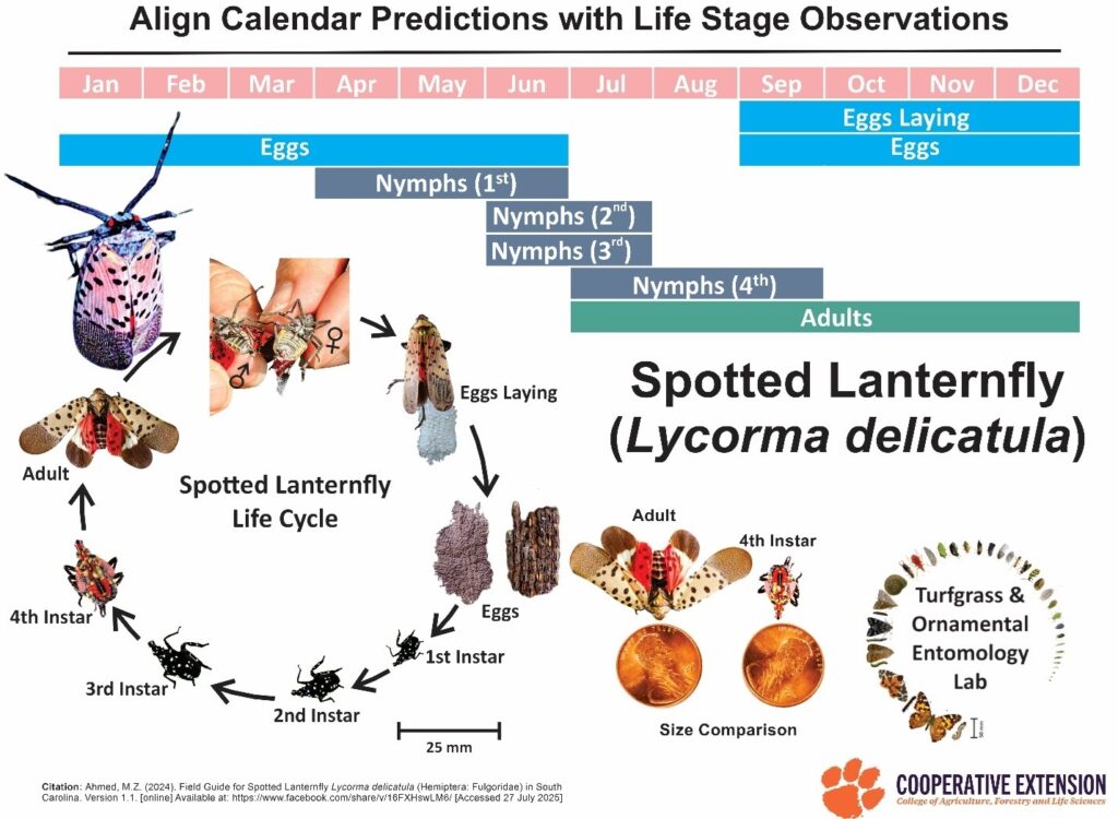 Managing Spotted Lanternfly in SC Landscapes—Why August Matters ...