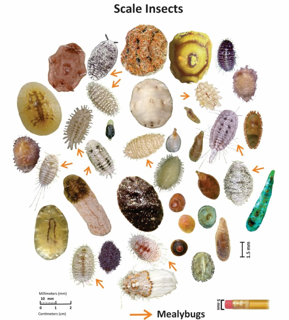 Battling Mealybugs in the Greenhouse: A Practical Guide from the Turf ...