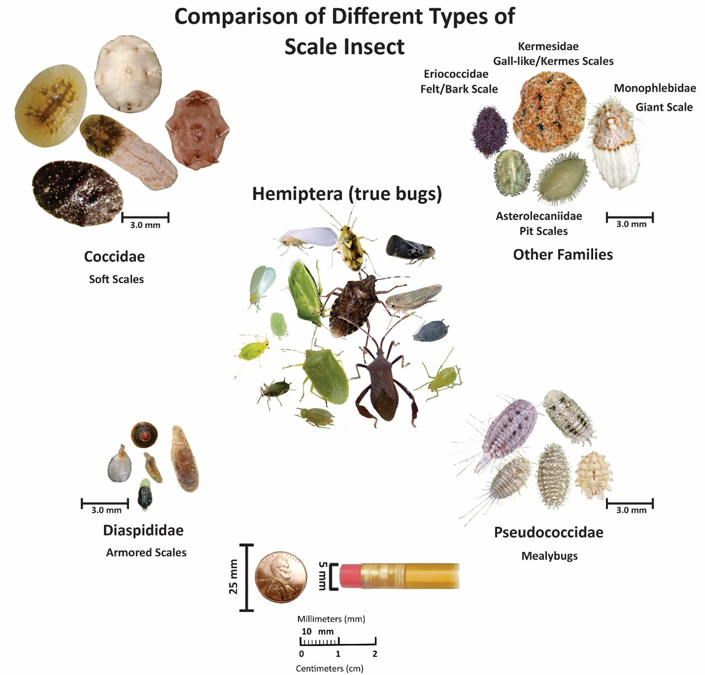 Target Scale Insect Crawlers to Prevent Sticky Situations – Integrated ...