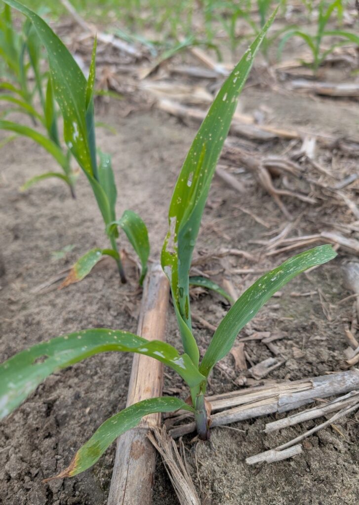 Evaluation of Bt corn hybrids in South Carolina in 2025 – Integrated ...