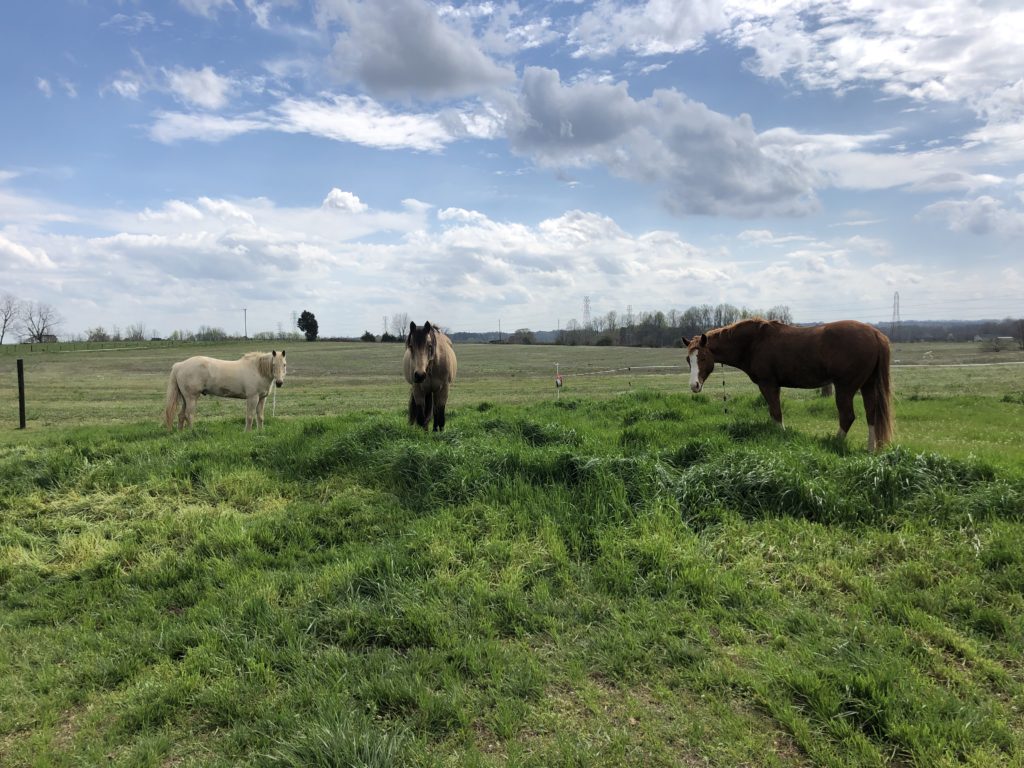 Budget-Friendly Pasture Management Tips – Livestock and Forages