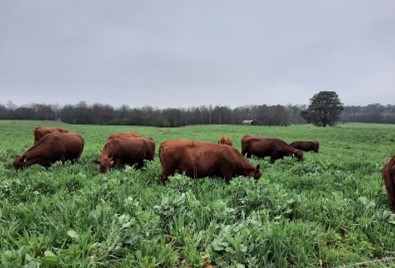 Livestock and Forages | It`s time to plan your fall forage planting