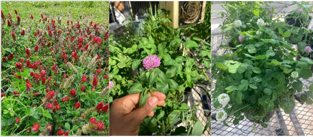 Livestock and Forages | It`s time to plan your fall forage planting