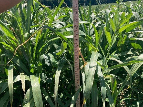 Summer annual forages options for South Carolina – Livestock and Forages