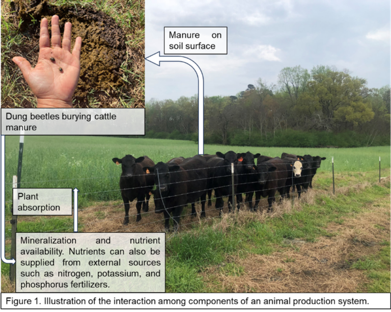 Nutrient cycling and carbon accumulation in forage-livestock systems ...