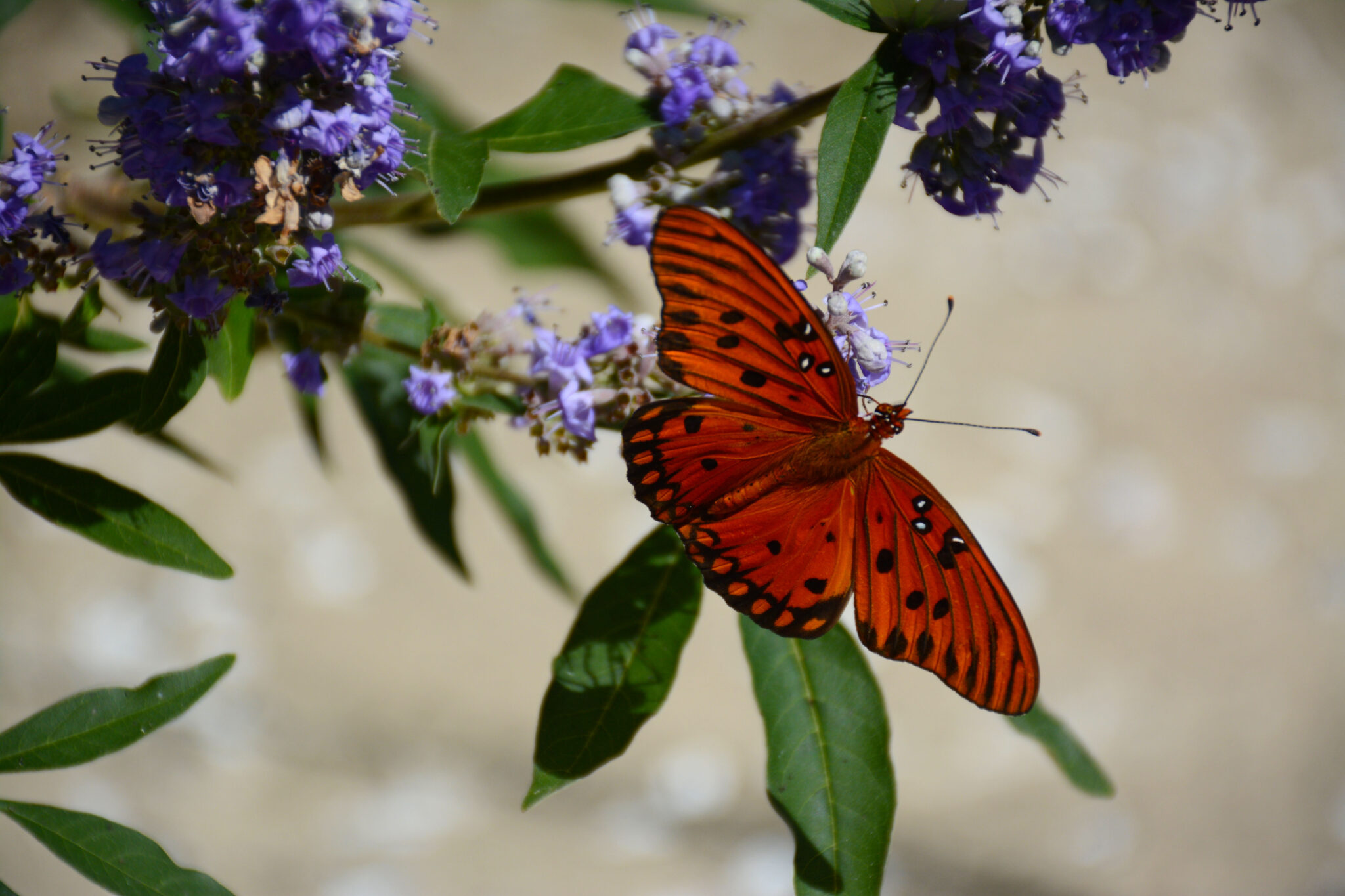 Bio-Inspired Engineering: The Butterfly Proboscis as a Model for ...