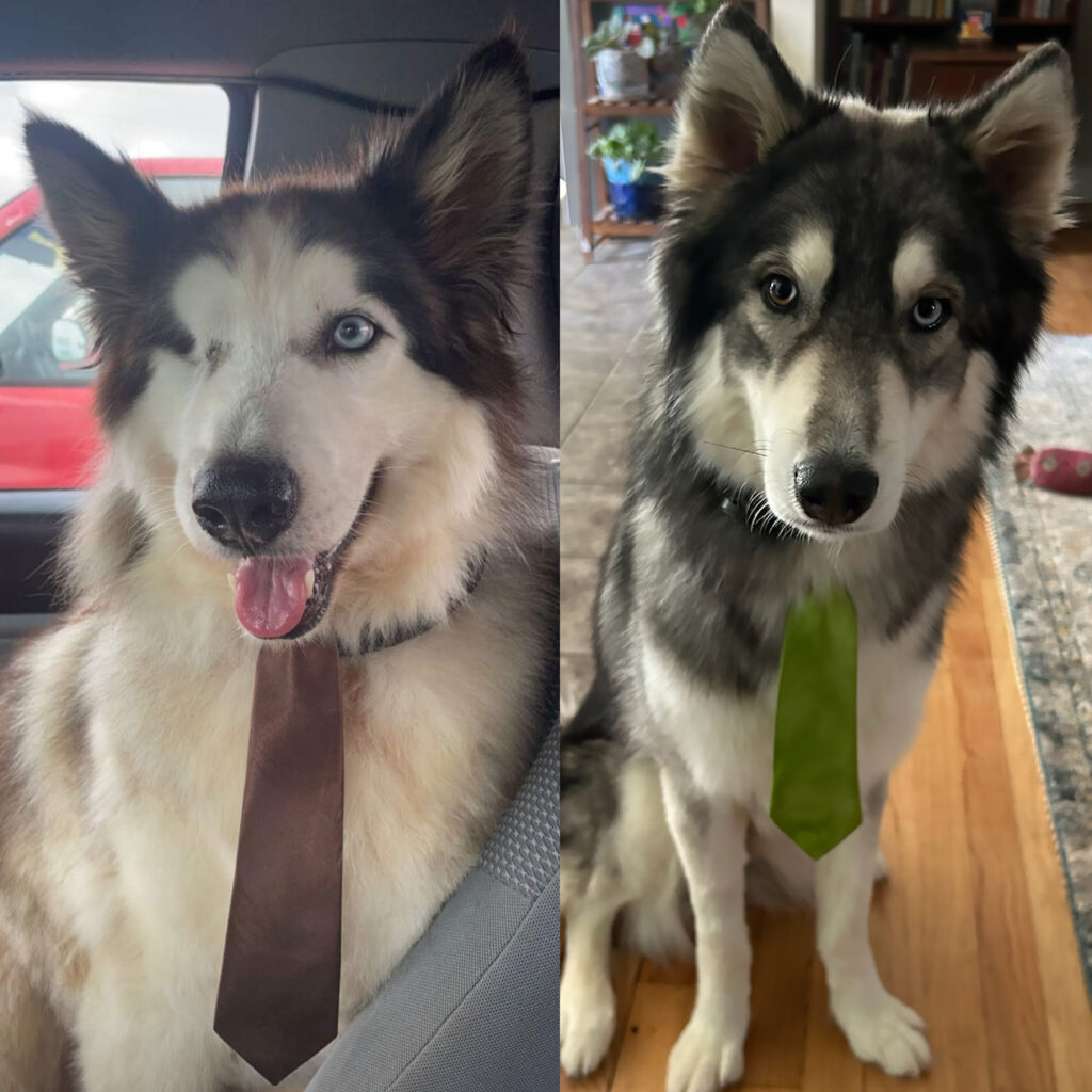 From Clemson Online’s Pets – Clemson Online: Where Tech and Teaching Meet