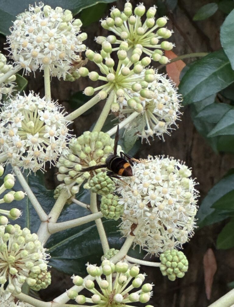 Hornet Herald – Regulatory Services