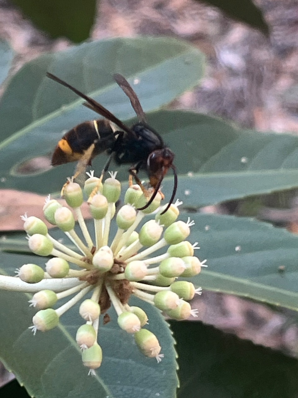 Hornet Herald – Regulatory Services