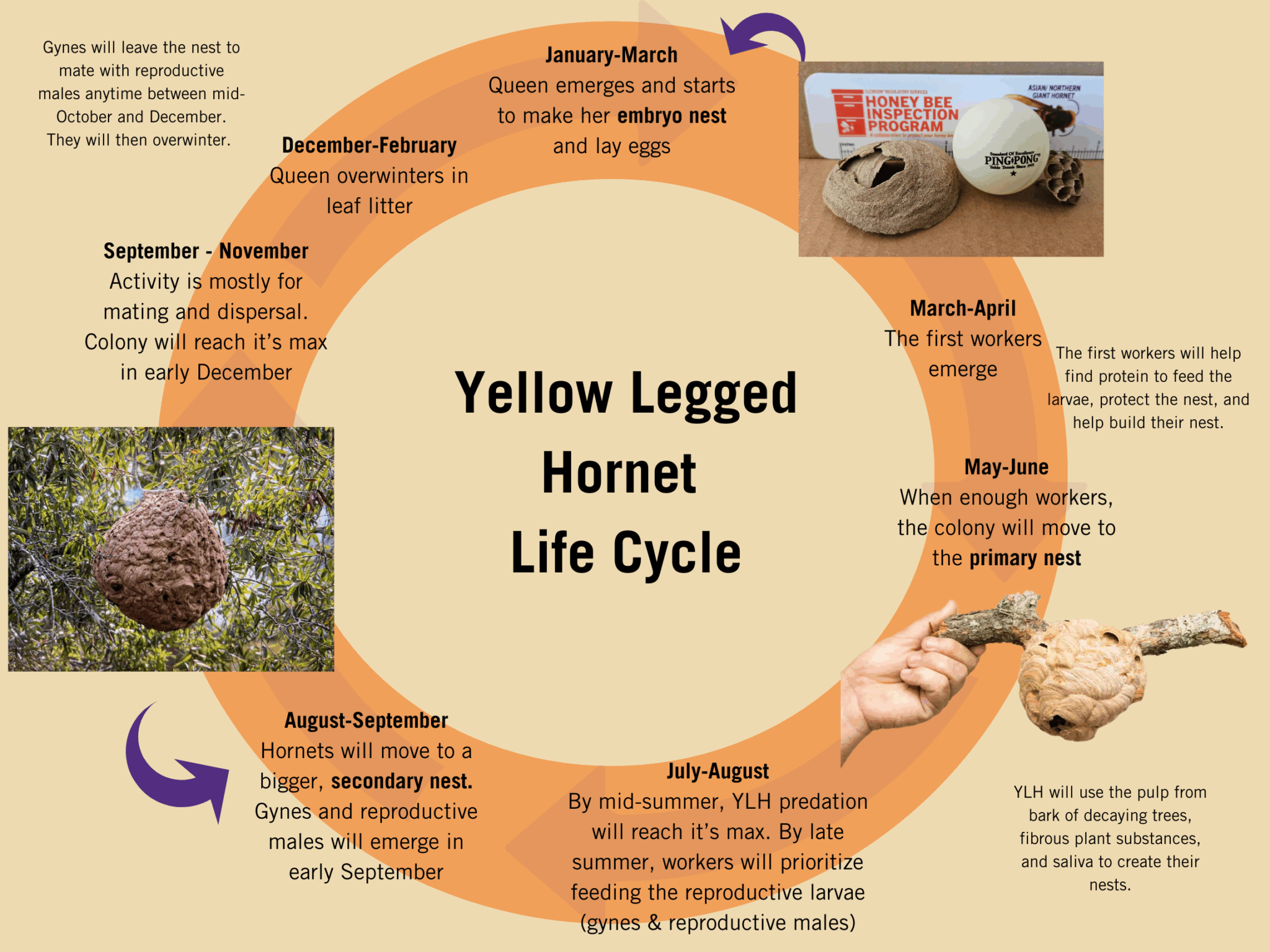 Hornet Herald – Regulatory Services