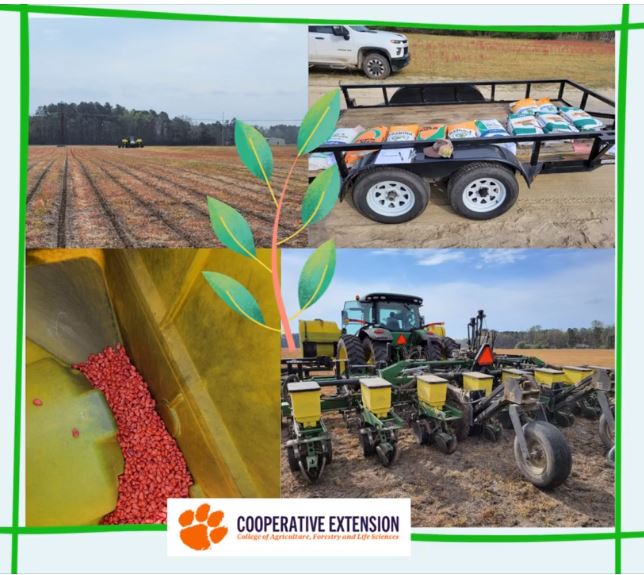 Research to Help Corn Growers Across the State – Savannah Valley District