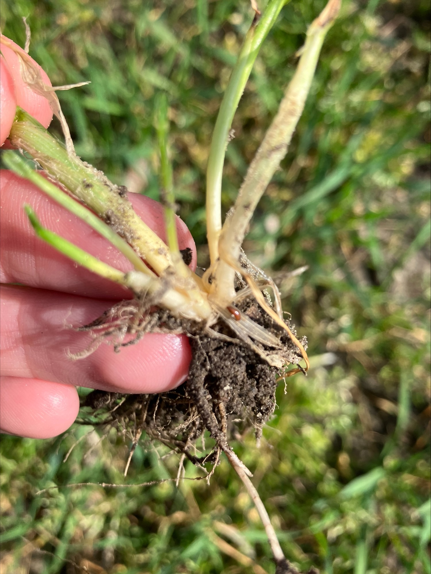 Corn Planting Season – Savannah Valley District