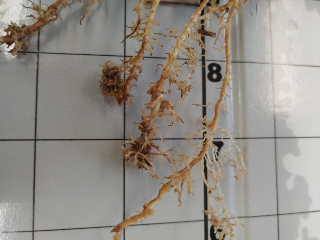 Stubby Root Nematode in Corn – South Carolina Crops