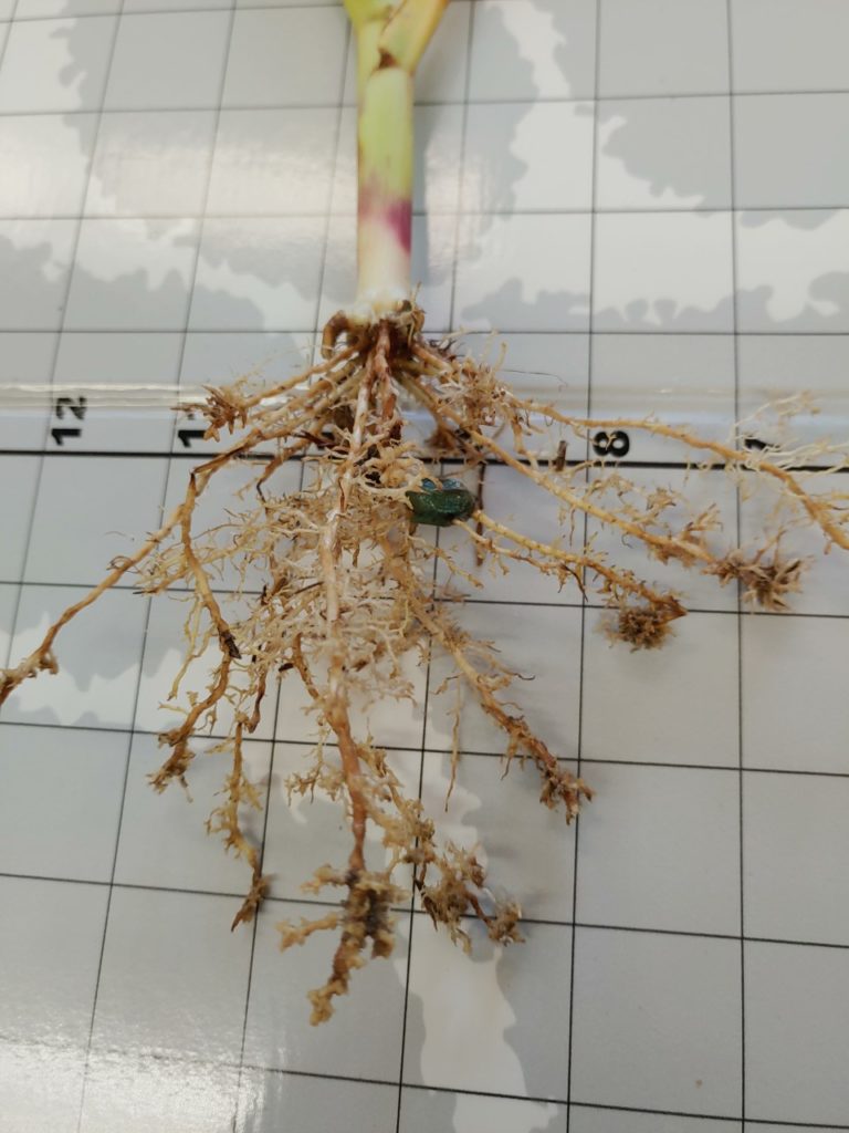 Stubby Root Nematode in Corn – South Carolina Crops