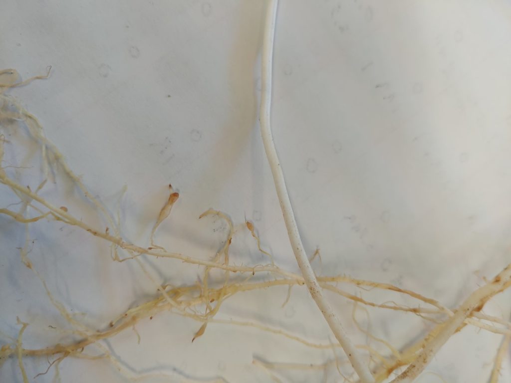 Stubby Root Nematode in Corn – South Carolina Crops