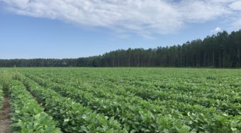 South Carolina Crops