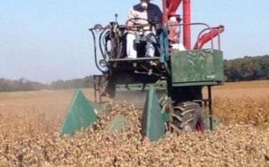 South Carolina Crops