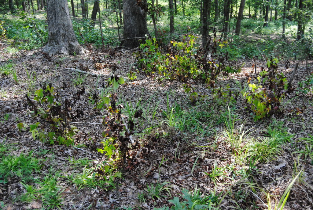 Forestry and Wildlife Agent Update- Tom Brant – Clemson Extension ...