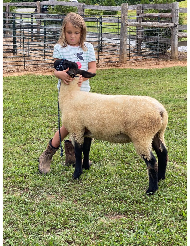 Laurens County 4-H Livestock Clinic – Clemson Extension Upstate District