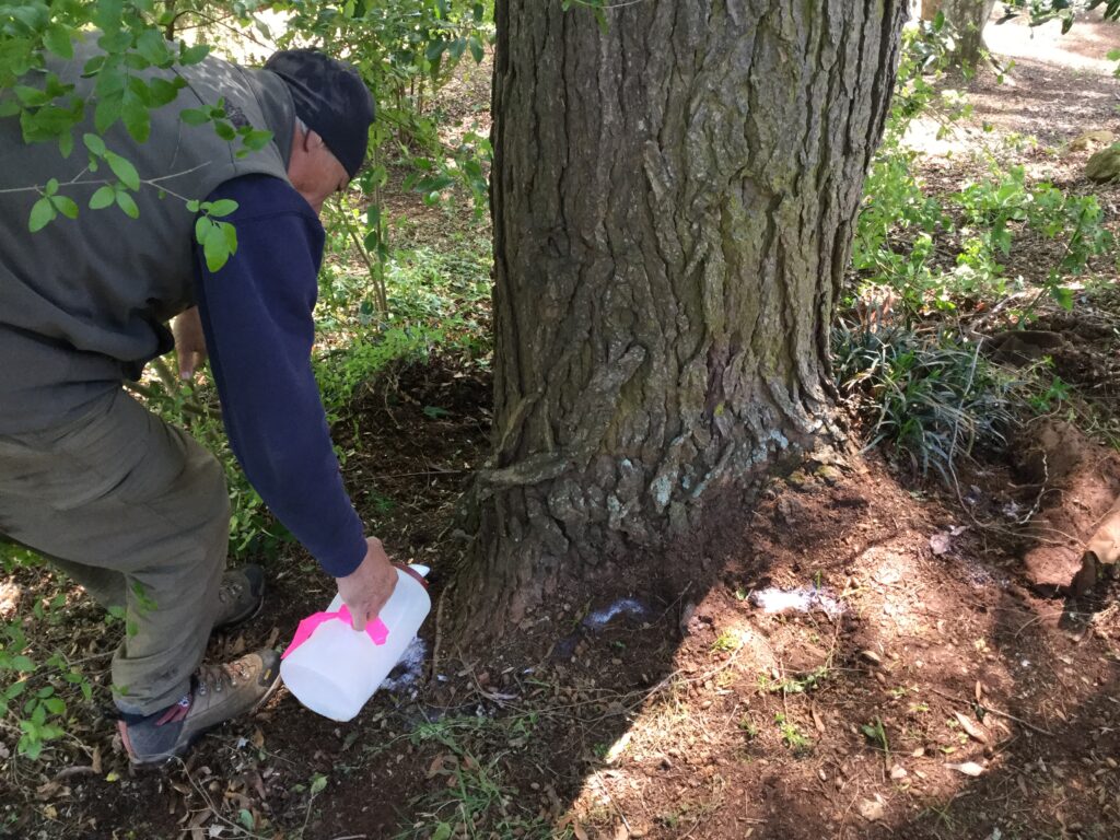 Hemlock Conservation Expands in the Upstate – Clemson Extension Upstate ...