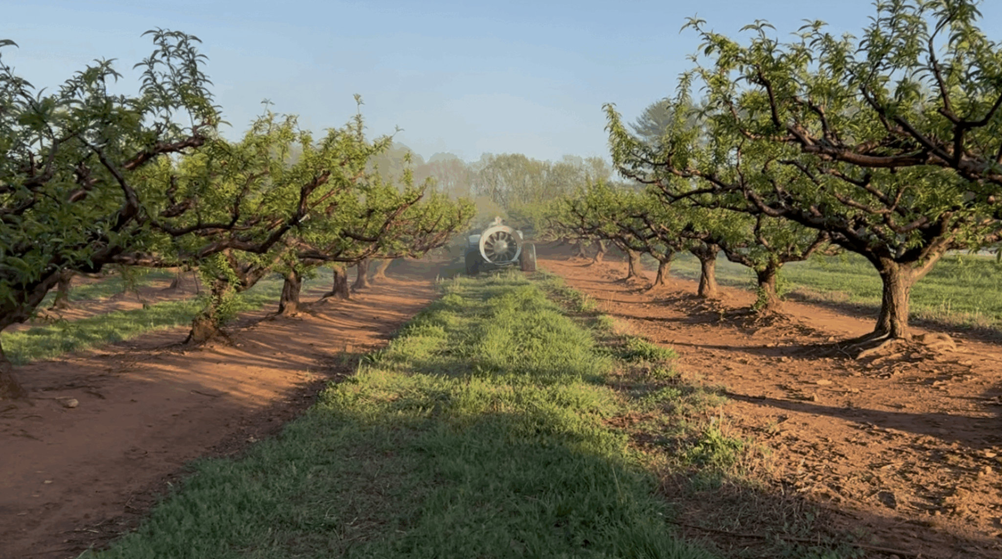 Advancements in Peach Thinning and Soil Fumigation Techniques – Clemson ...